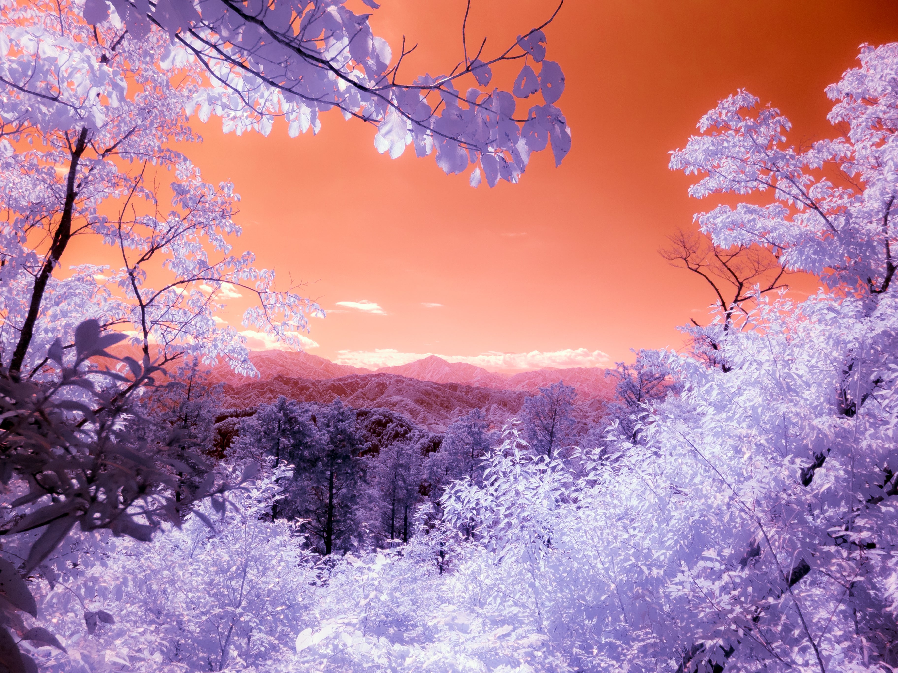 Definite Chief Aim – House of Marcotte